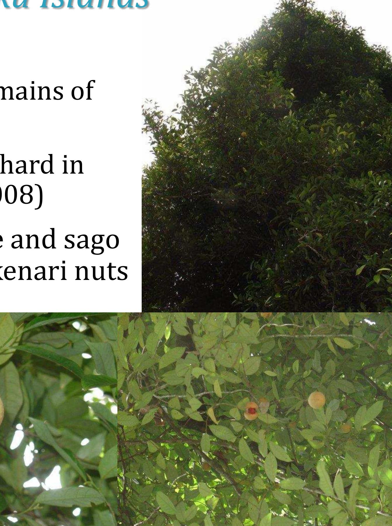 Top right: nutmeg tree, from left to right: nutmeg being
