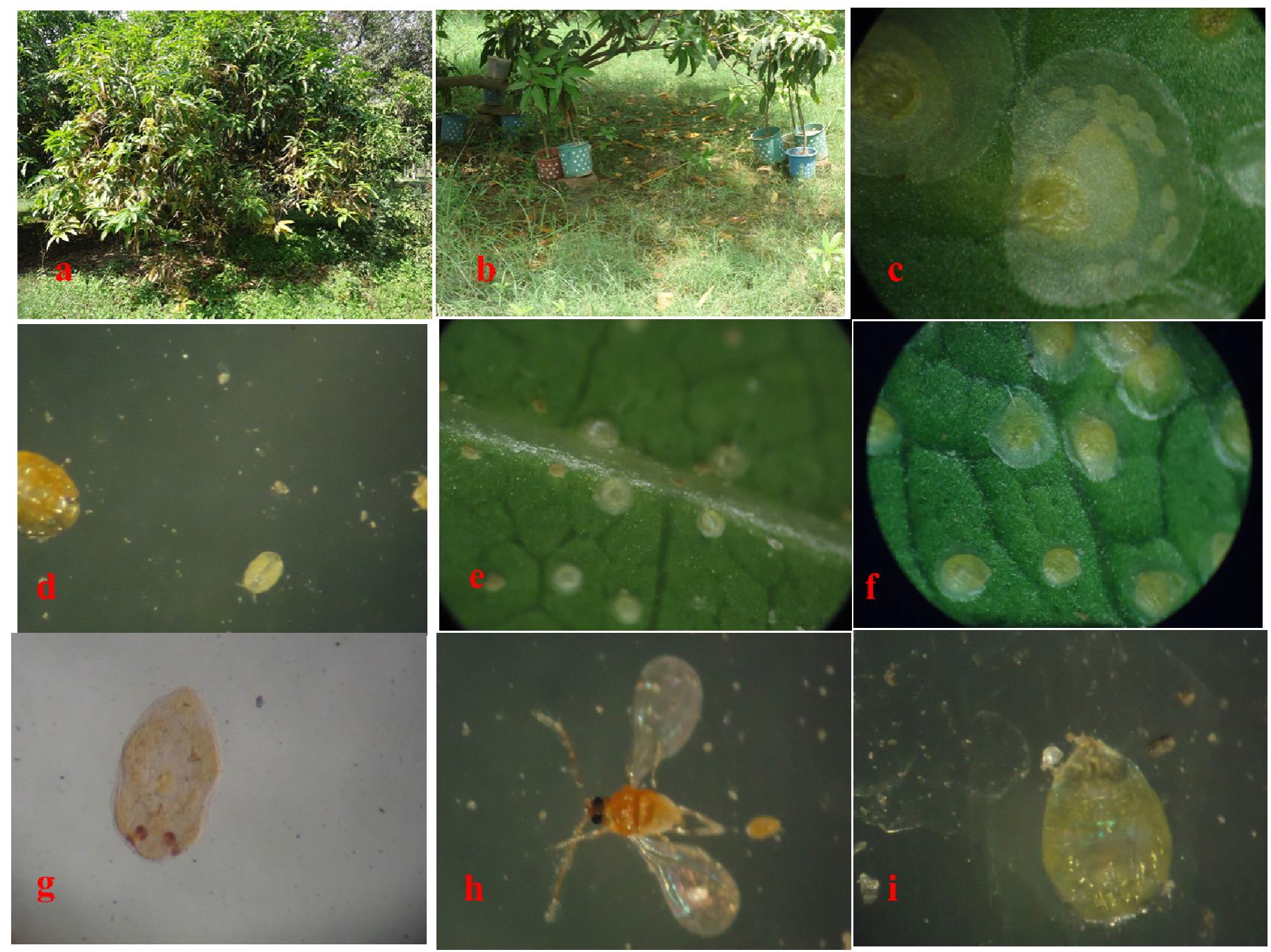 Life cycle of a. destructor; a, a. destructor infested mango