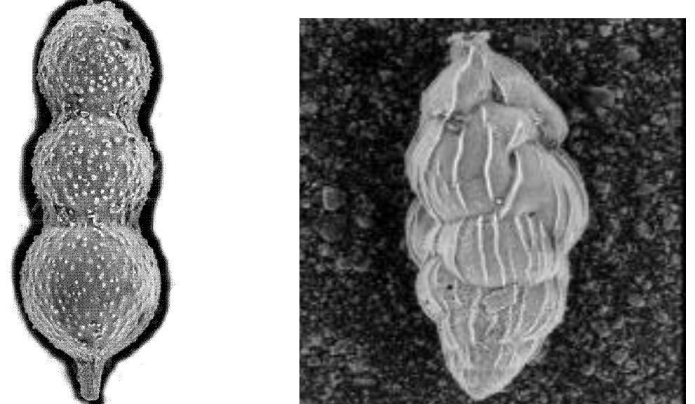 5 electron micrograph of two foraminifera: nodoseria aspera