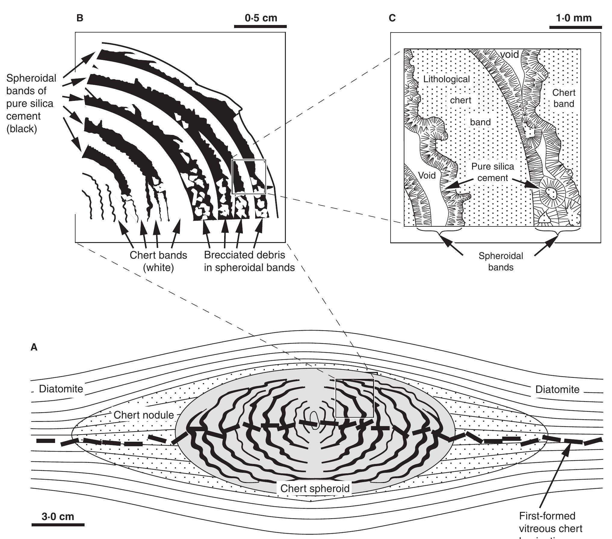 Diagram of a model chert spheroid, based principally on