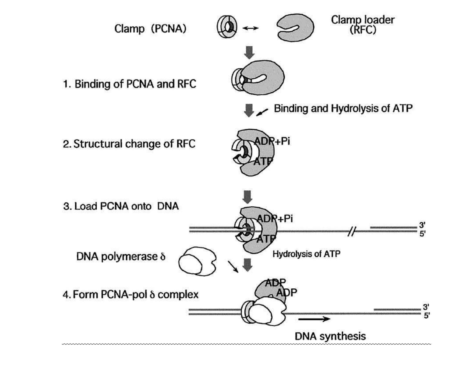 Replication factor c (rfc) histone dissociation and