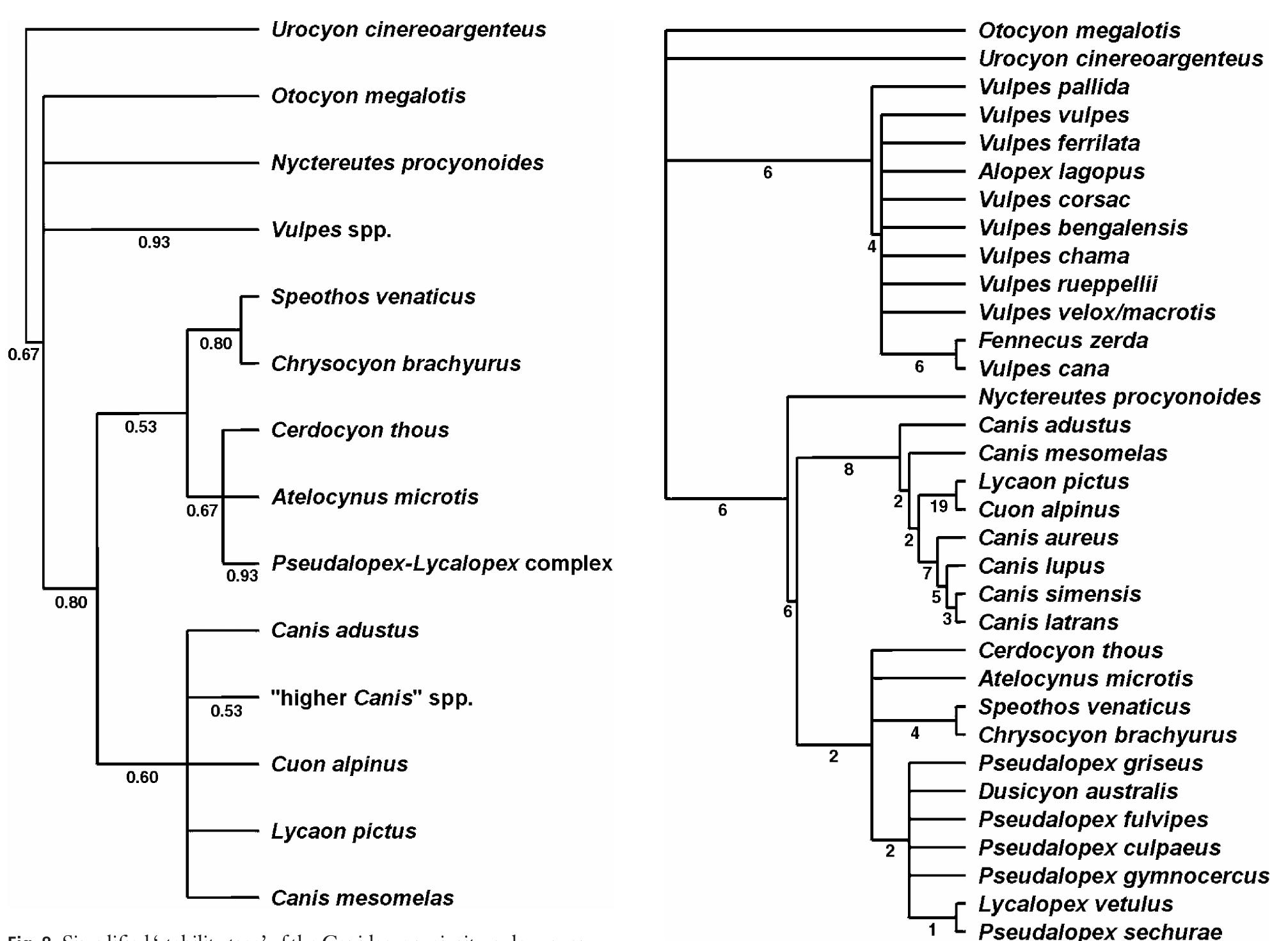 Figure 11 - Phylogeny of Recent Canidae (Mammalia,
