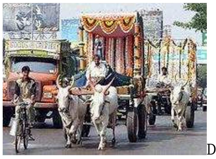 Zebu are descended from the indian subspecies. there are