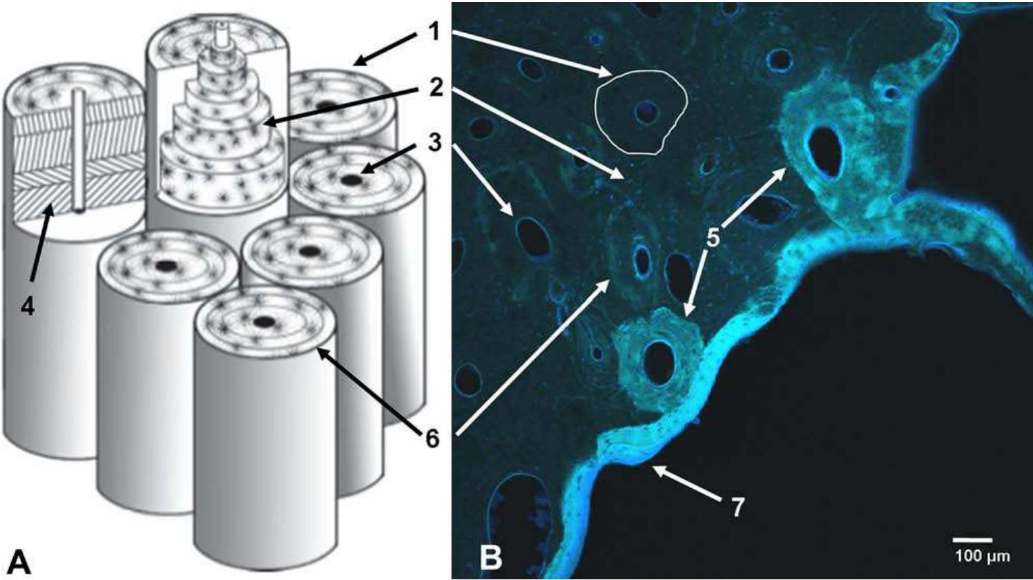 “ig. 1. basic microstructure of mature compact bone. a)