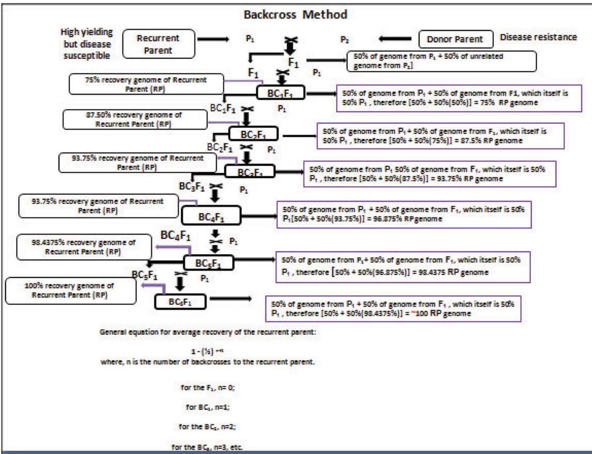 Schematic representation of conventional backcrossing