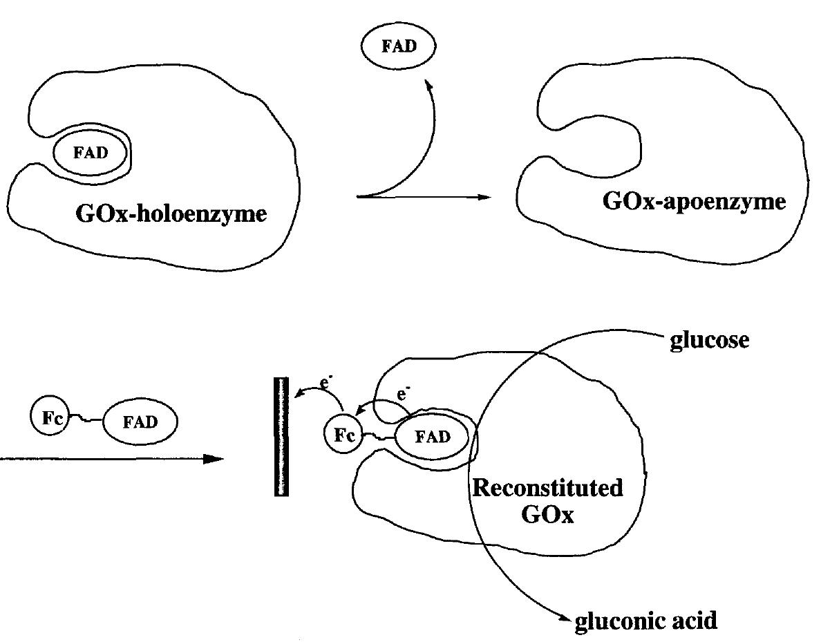 -9 electrical contact of a flavoenzyme by its reconstitution