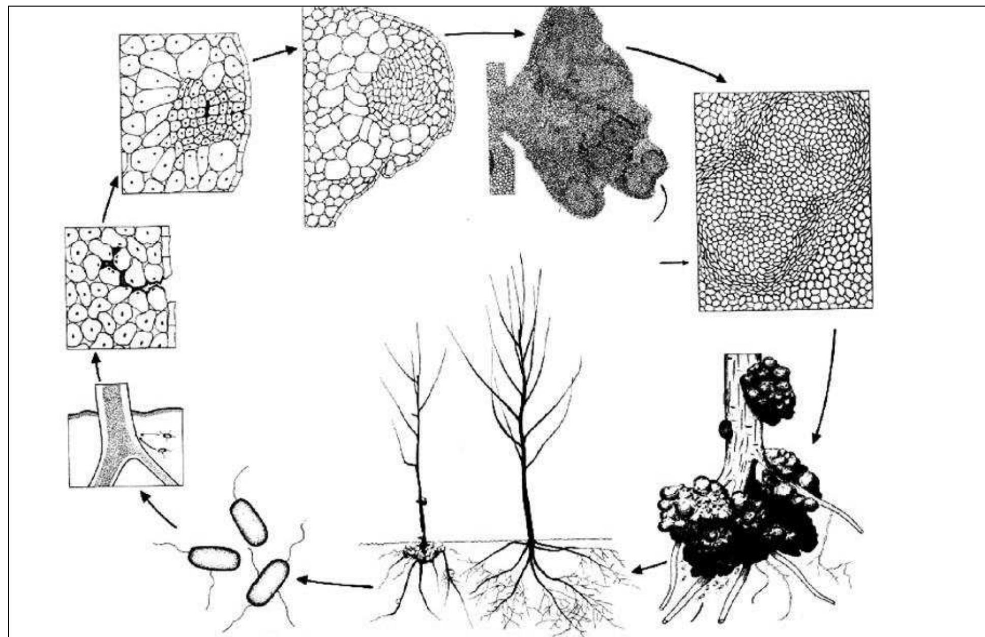 4. cycle of infection by agrobacterium tumefaciens and f