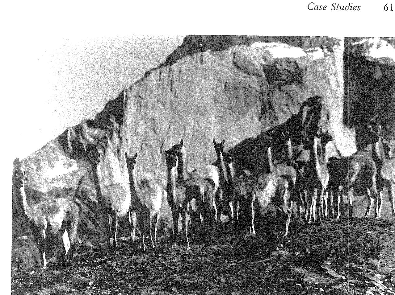 Fic. 17. guanaco male group at torres del paine national