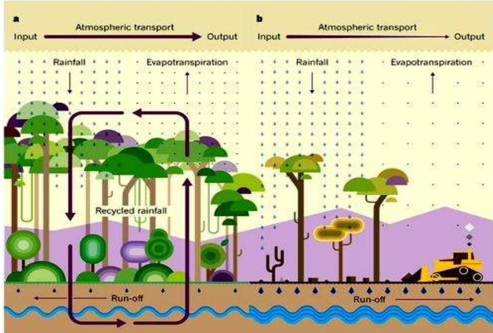 3 the impact of deforestation on rainfall in the tropics. a)