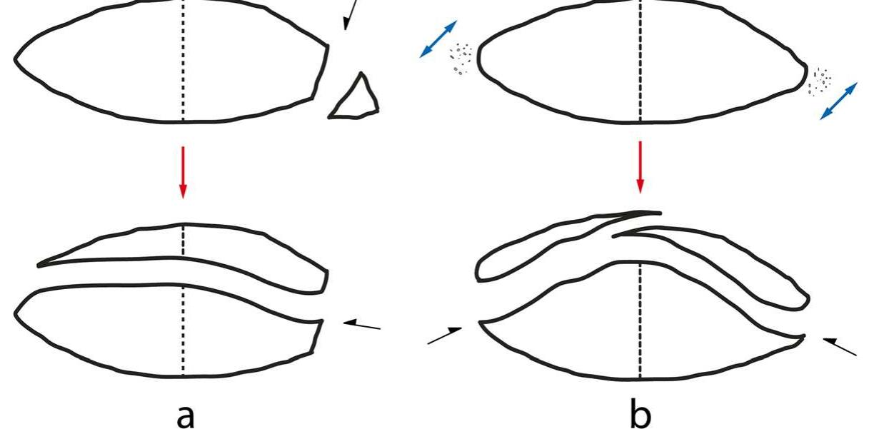 Schematic model of biface cross sections showing two