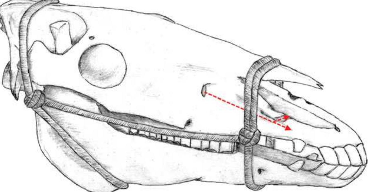 Schematic diagram of horse cranium, indicating position of