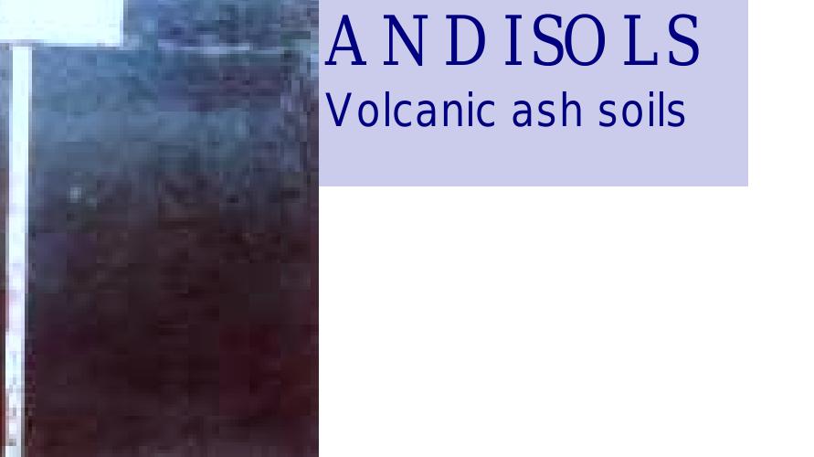 Andisols are volcanic ash soils. mayon series originated