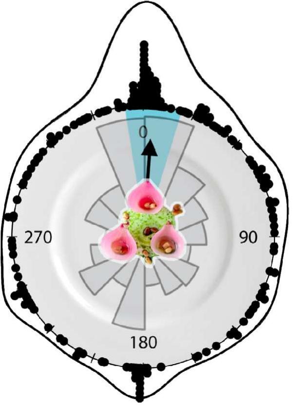 Circular data plot and rose diagram of the 204 plate