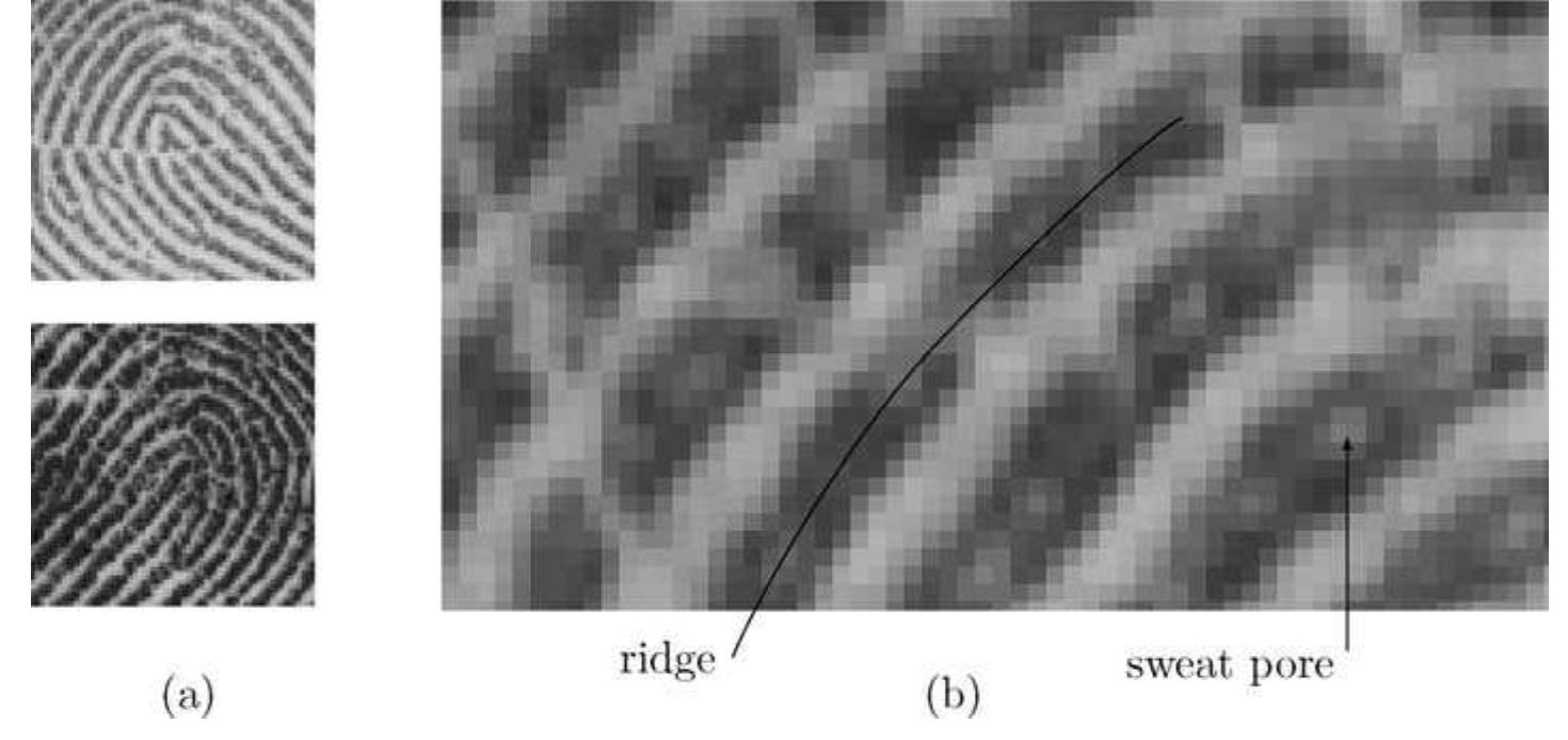 53: examples of scanned fingerprints (courtesy christopher