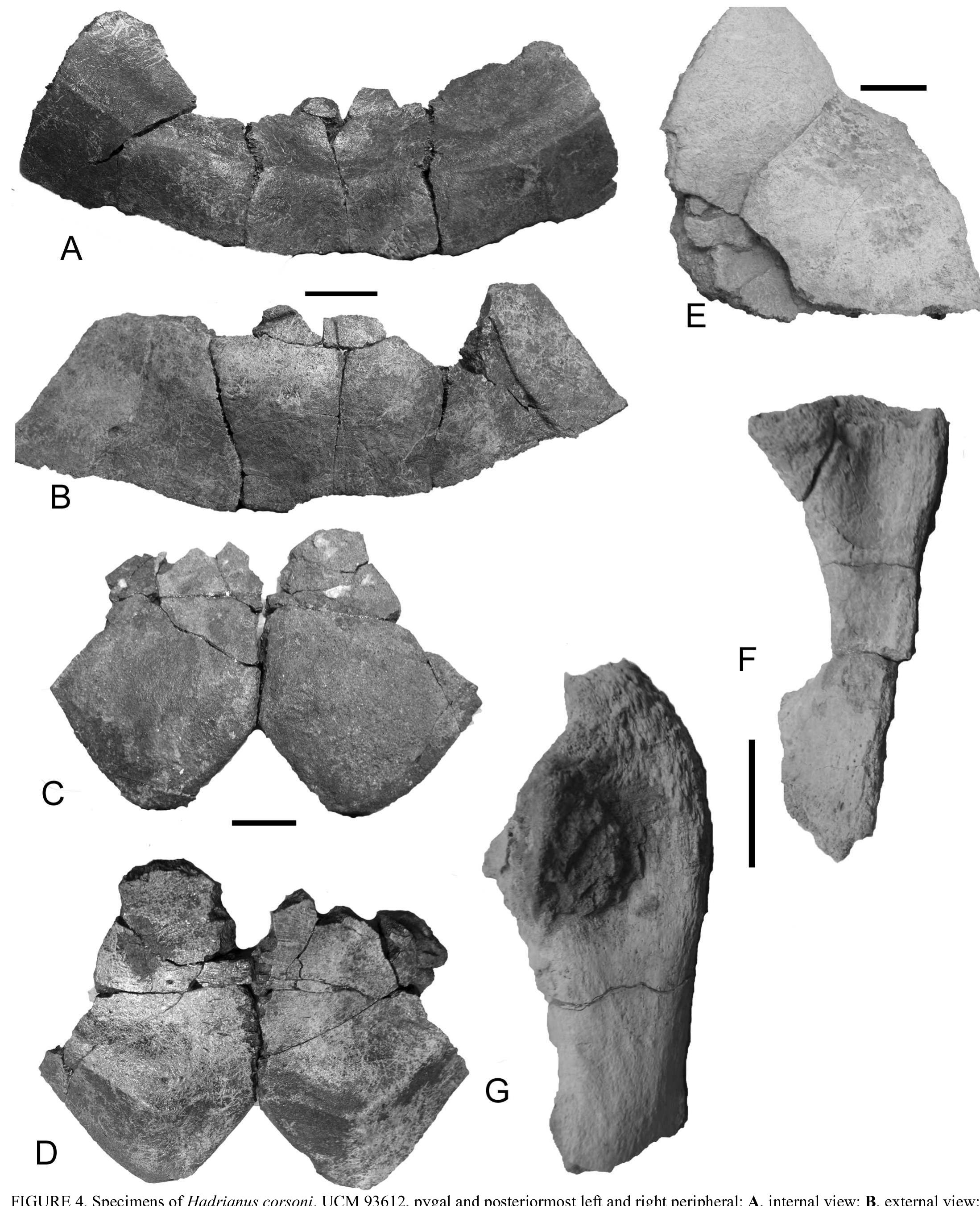 Figure 4 - TURTLES OF THE EOCENE HUERFANO FORMATION, RATON