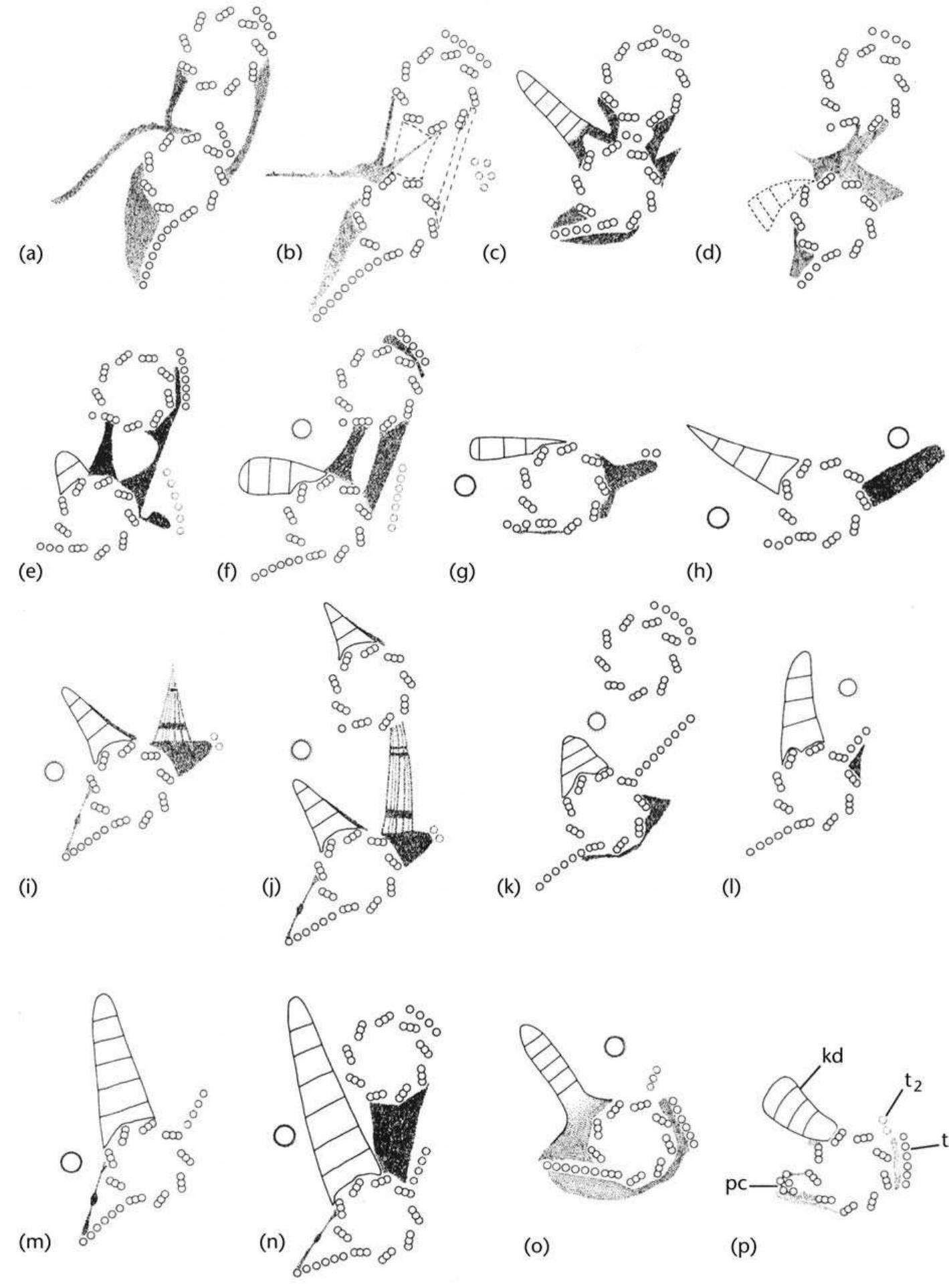 Transverse sections of the somatic kinetids of