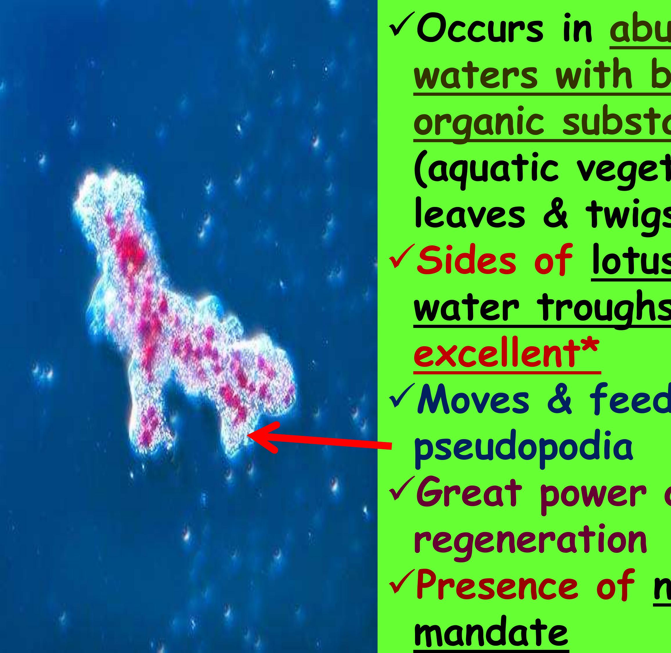 Figure 3 - Amoeba proteus
