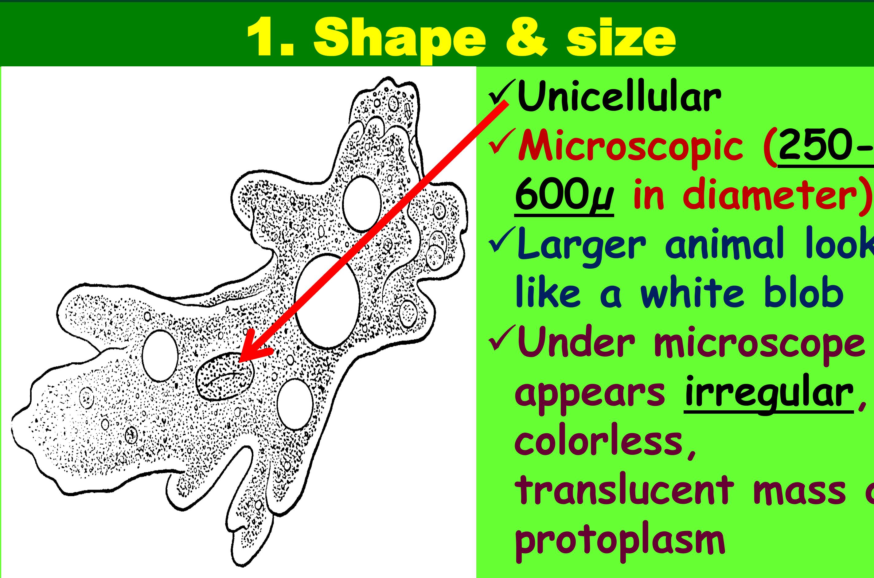 Figure 4 - Amoeba proteus