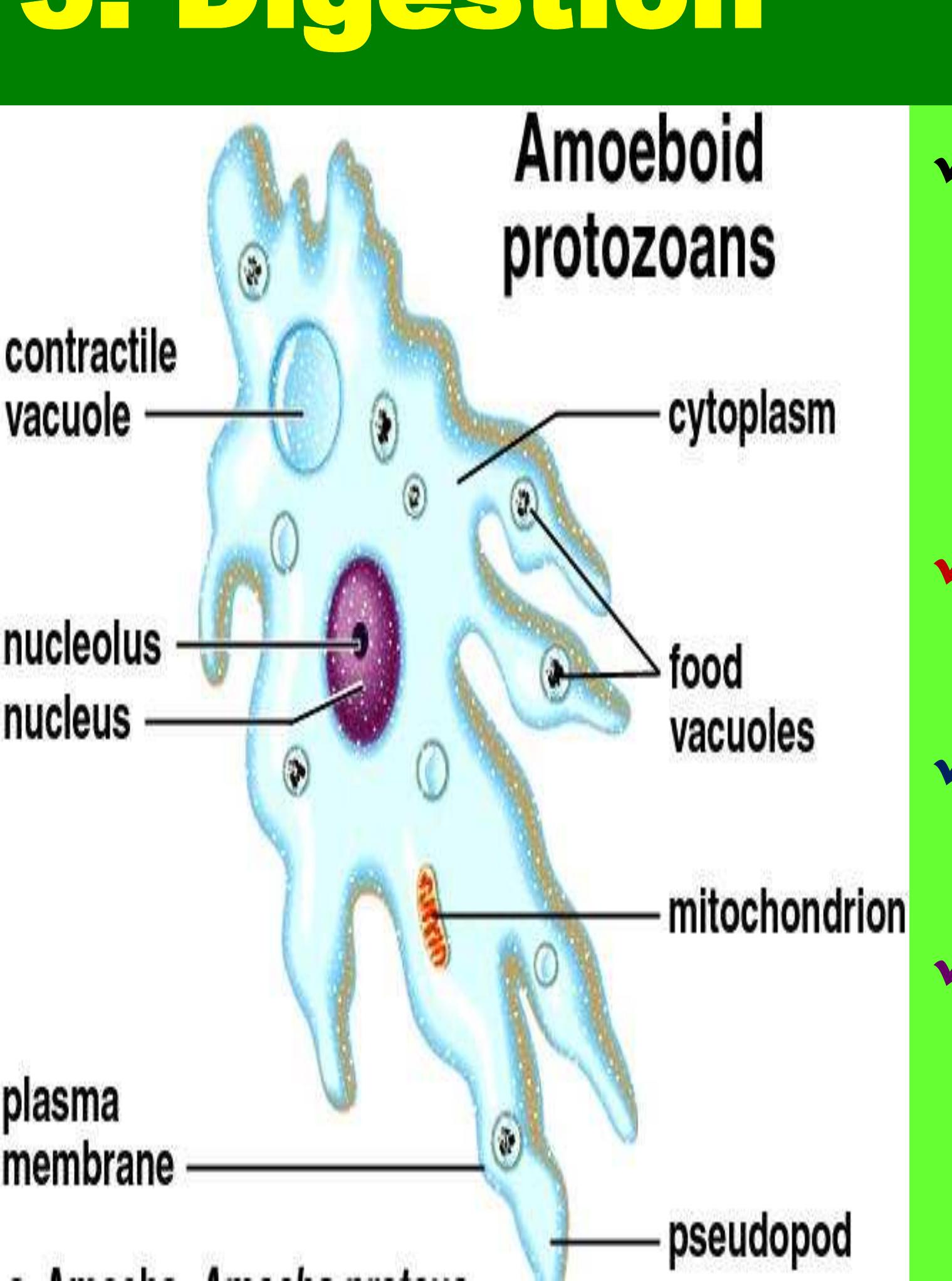 Figure 25 - Amoeba proteus