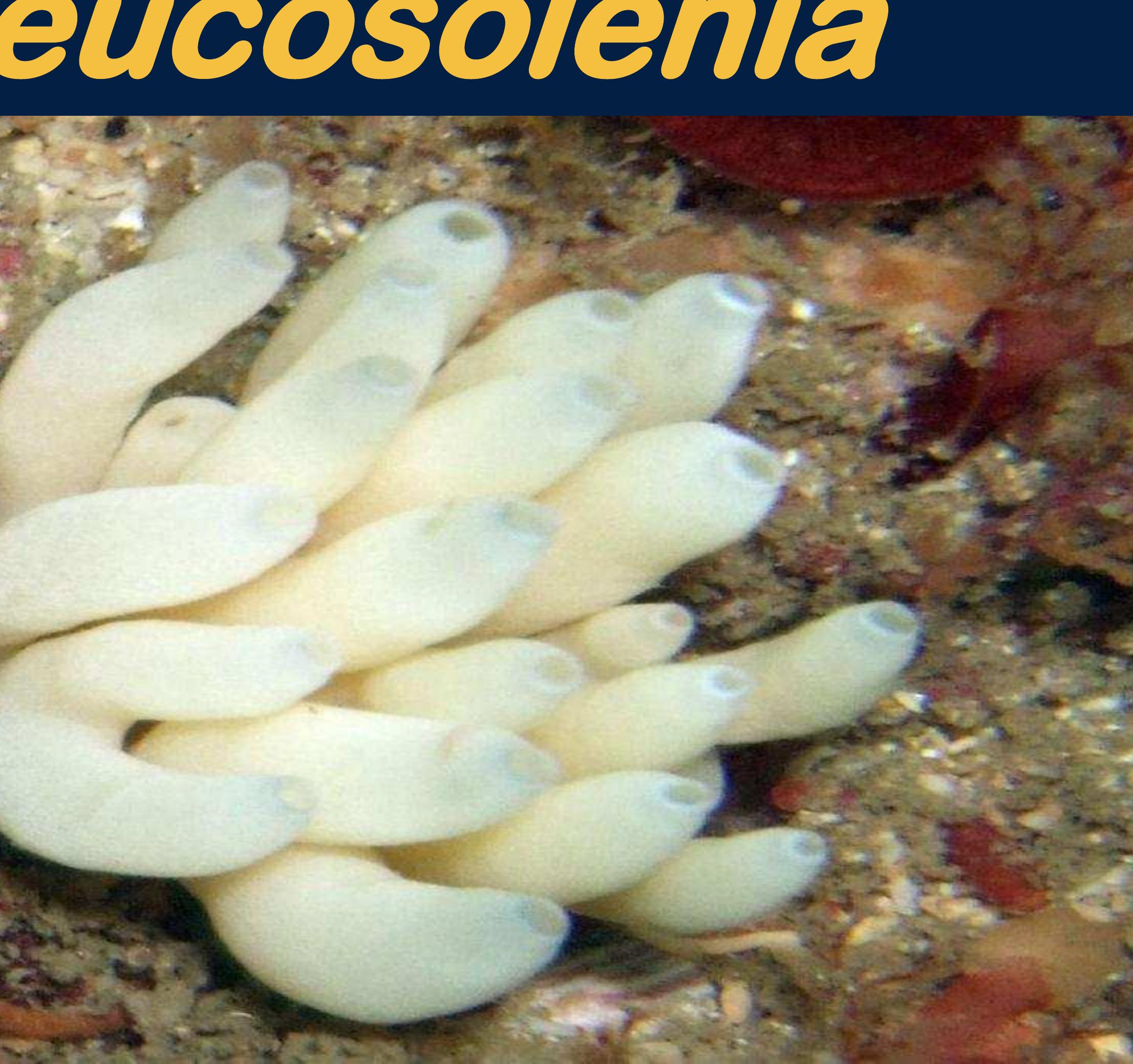Leucosolenia Leucosolenida | Humboldt Life | Lost Coast Outpost
