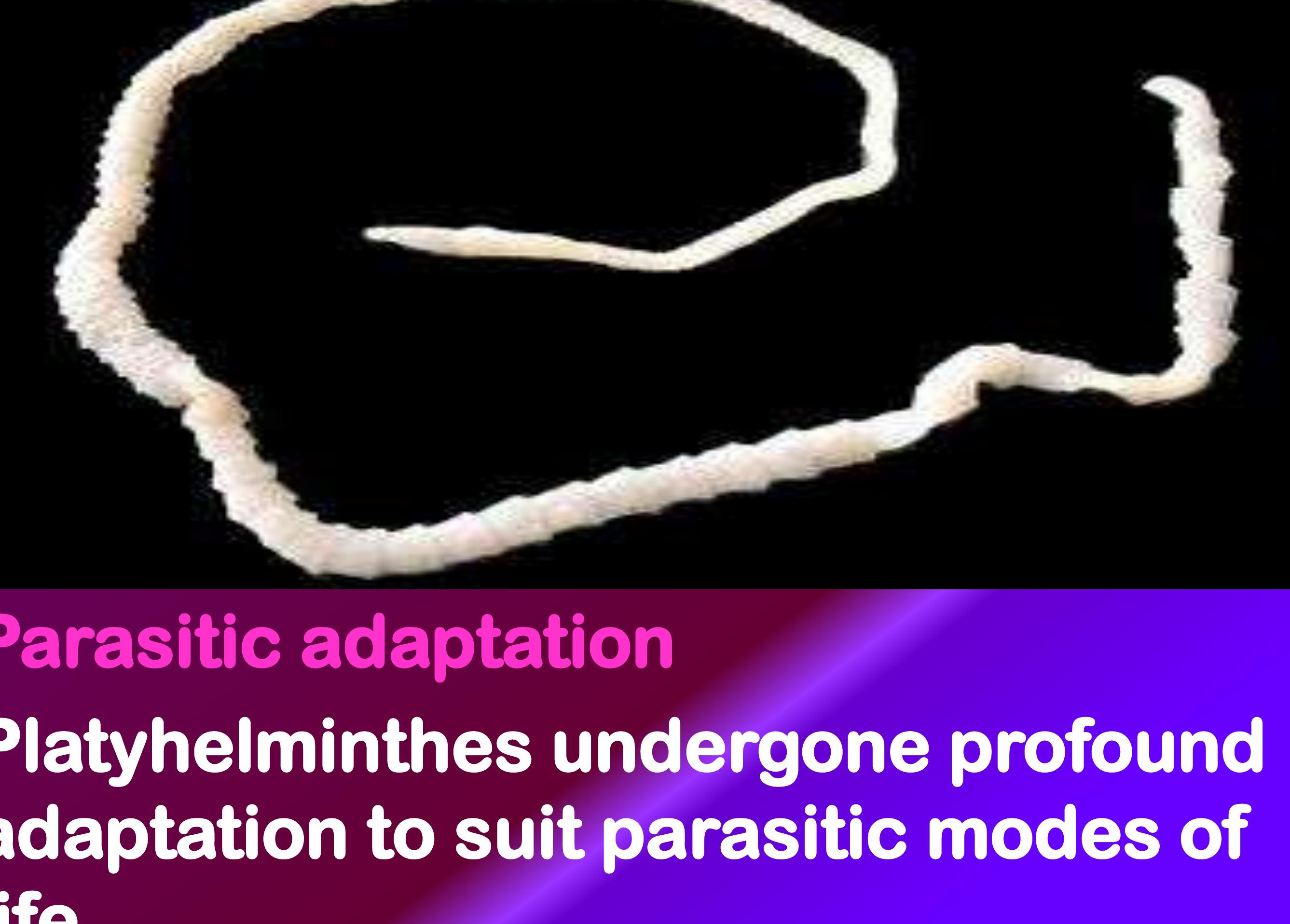 (PDF) Parasitic Adaptations In Platyhelminthes