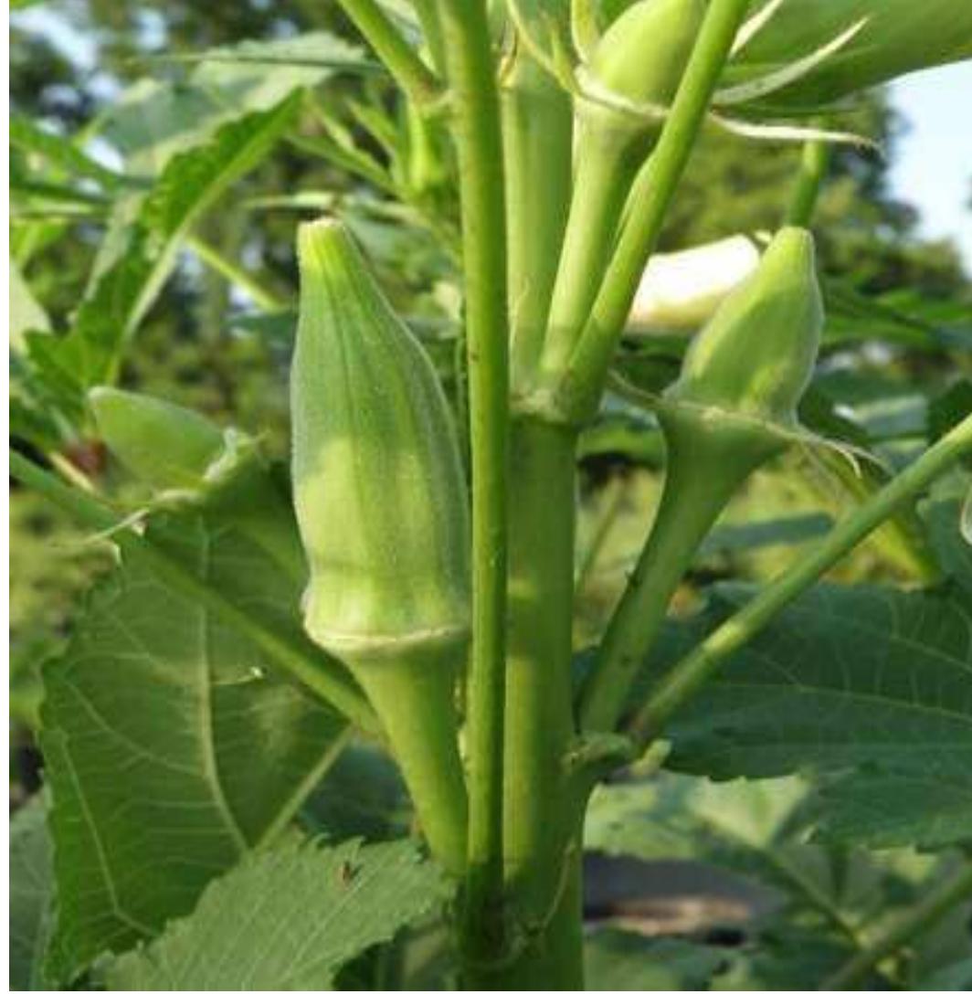 Okra plant other names: kacang bendi, qiu kui, okra, okura,
