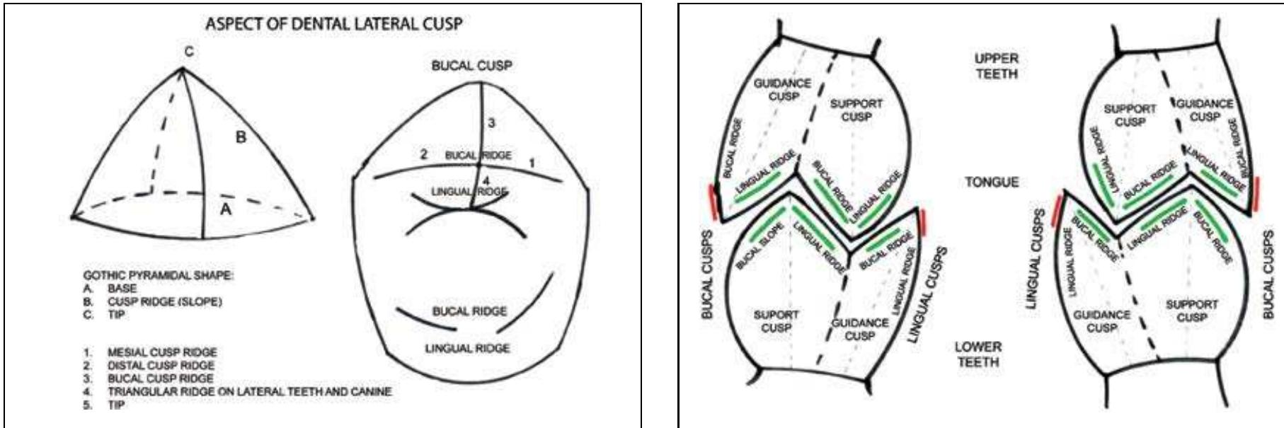 Occlusal slopes of maxillary and mandibular support cusps