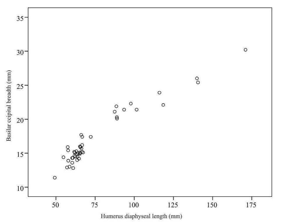 15. maximum humerus length (mm) vs basilar oc- cipital