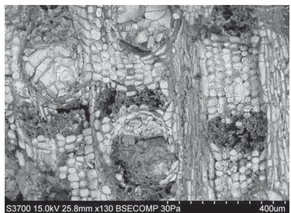 Backscattered electron image of a transverse section of