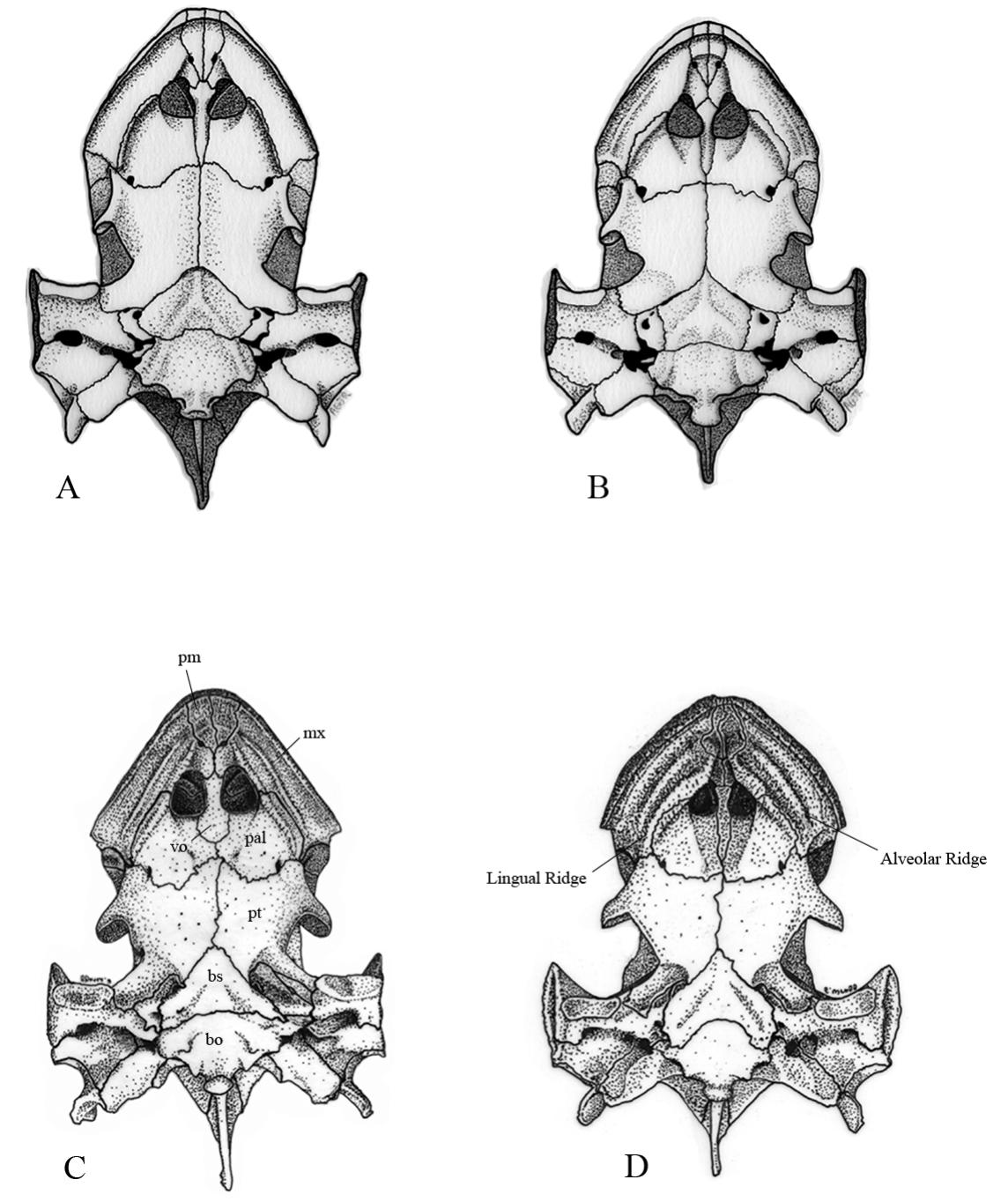 Ventral views of the skulls of a. elseya (hanwarachelys)