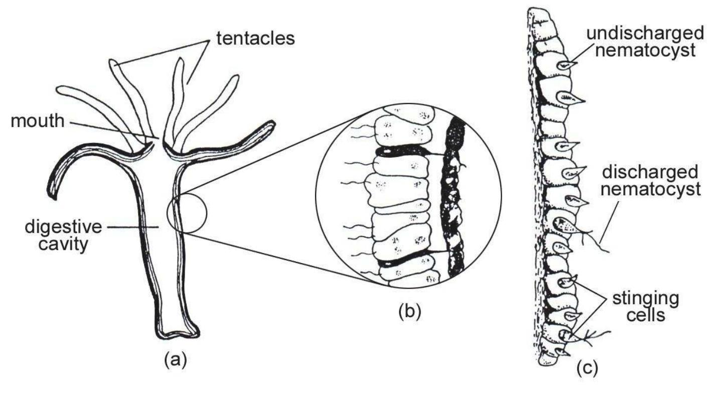 (a) hollow body of hydra. the animal takes in food, digests