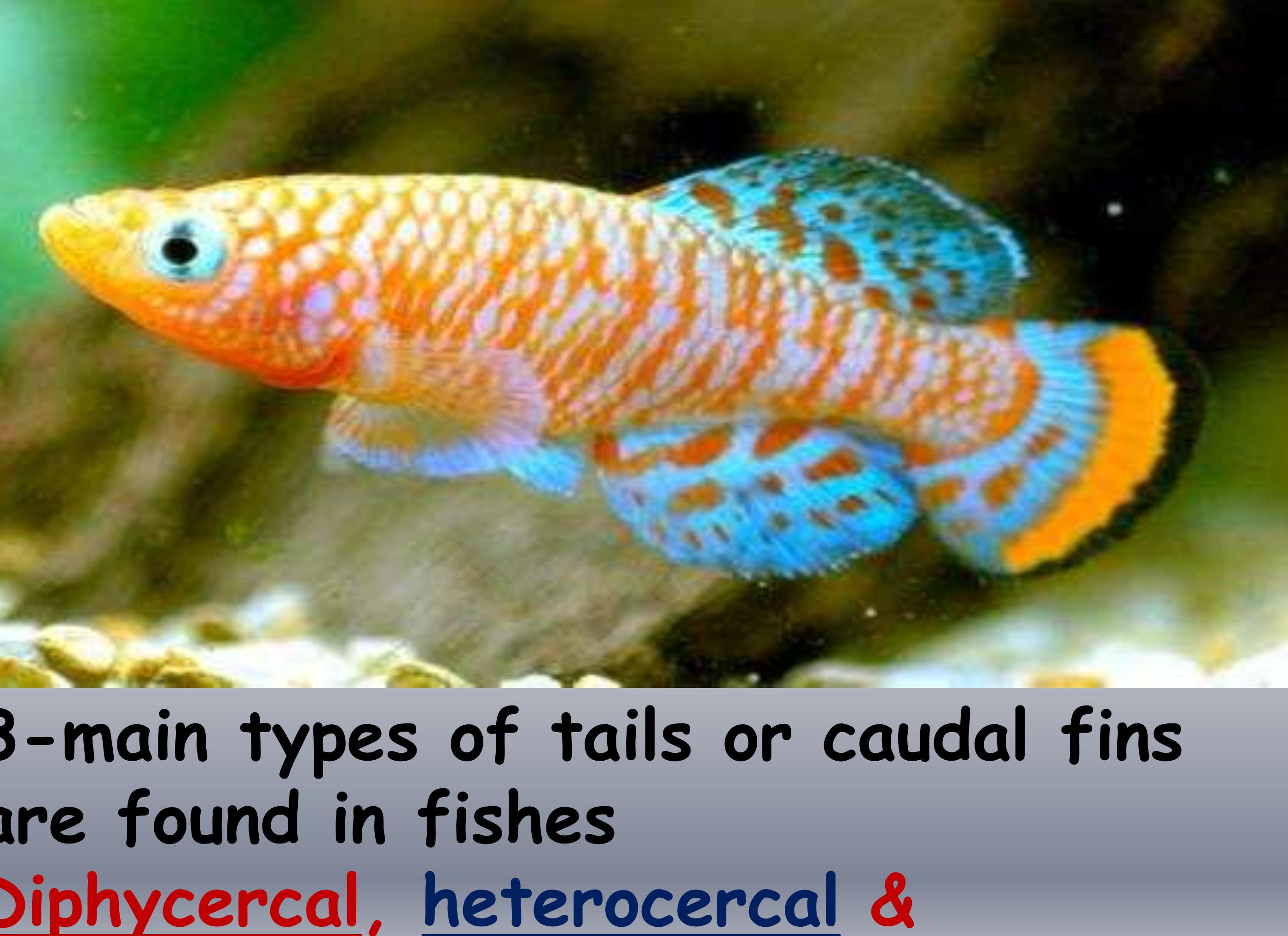 (PDF) Types of caudal fins