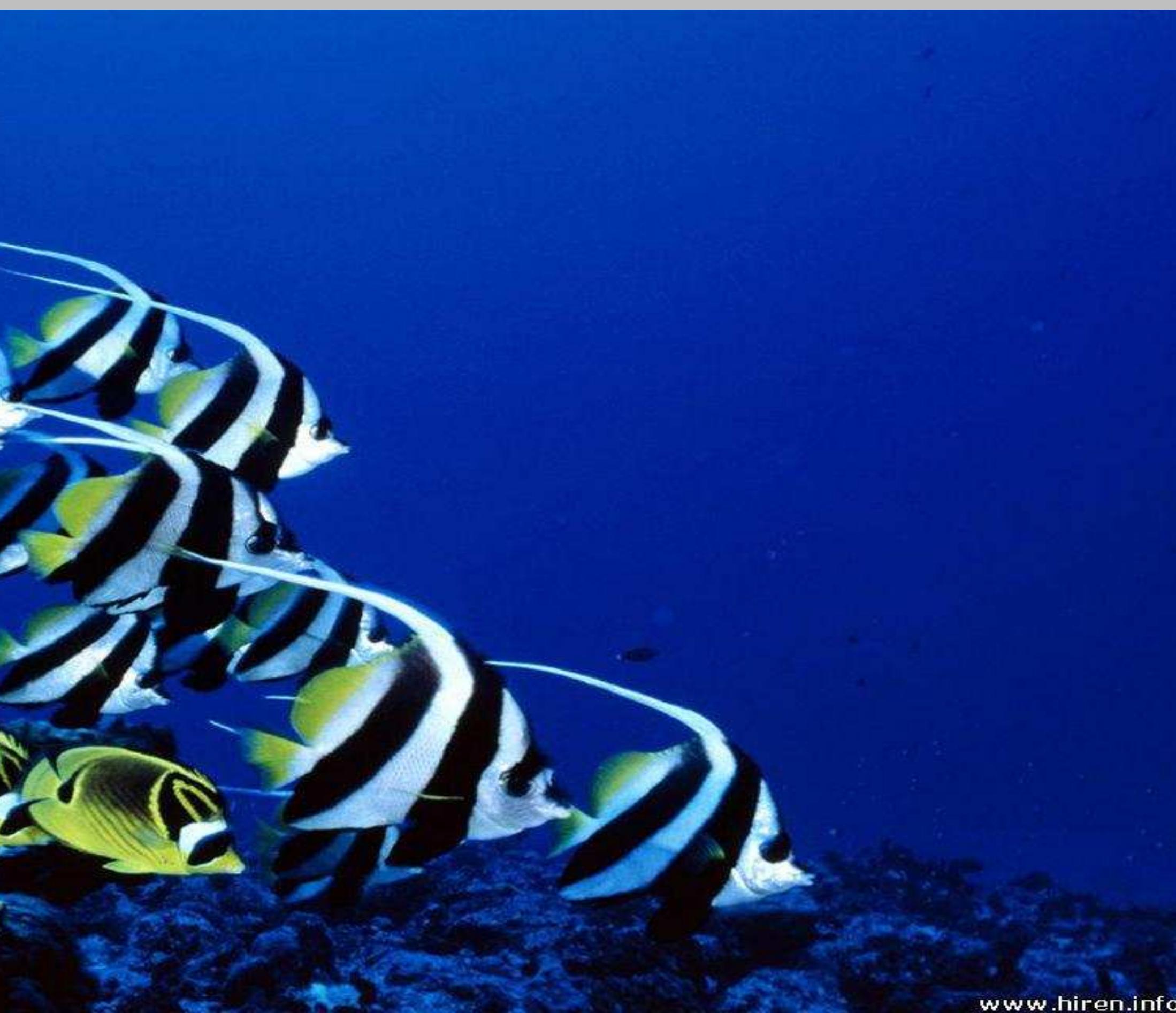 Figure 4 - Types of caudal fins