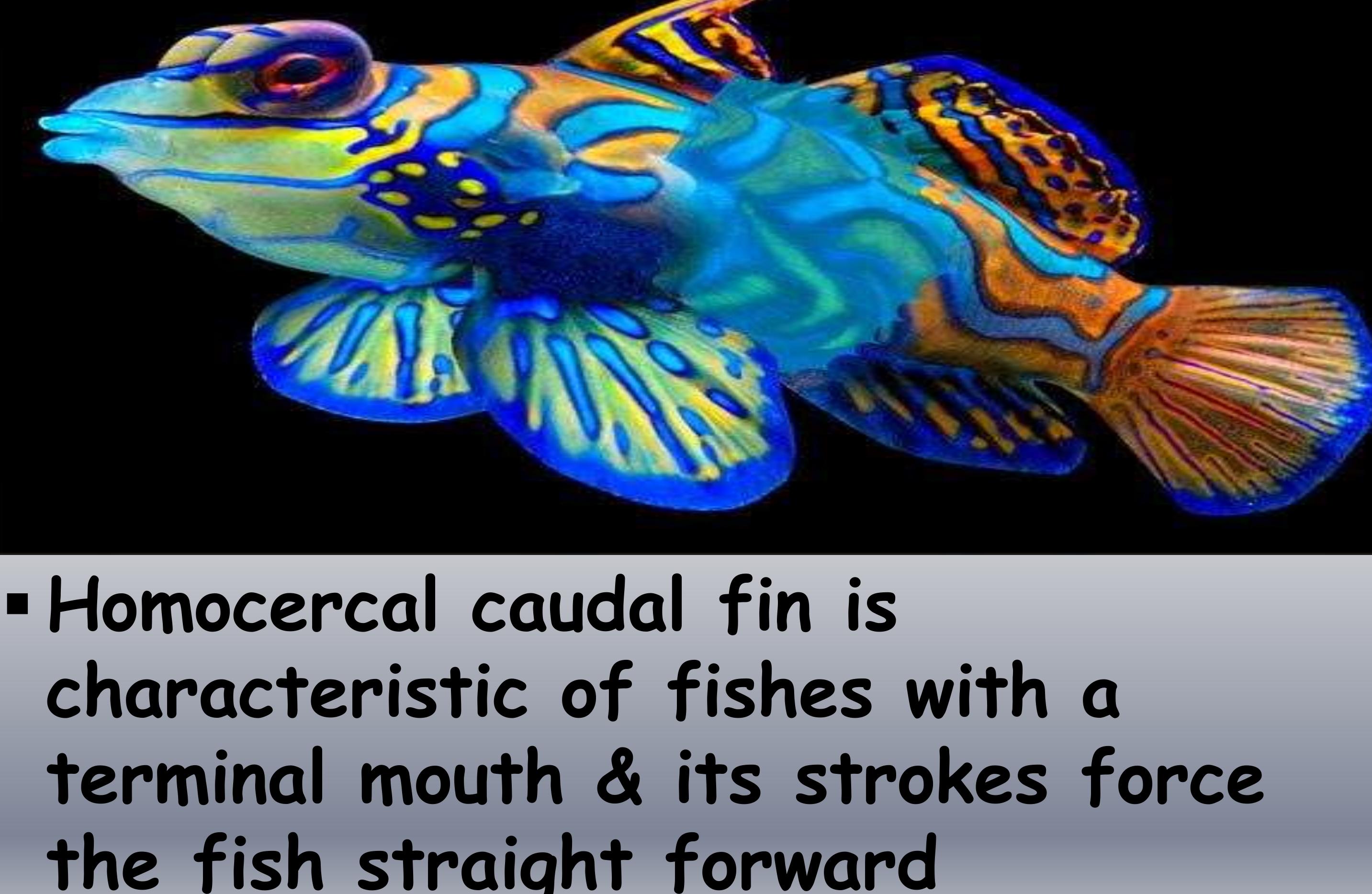 (PDF) Types of caudal fins