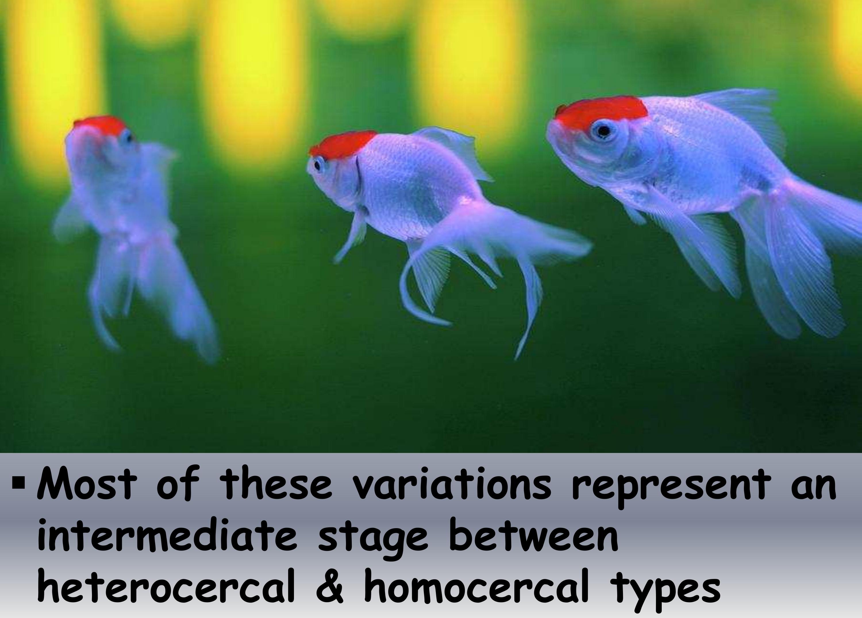 (PDF) Types of caudal fins