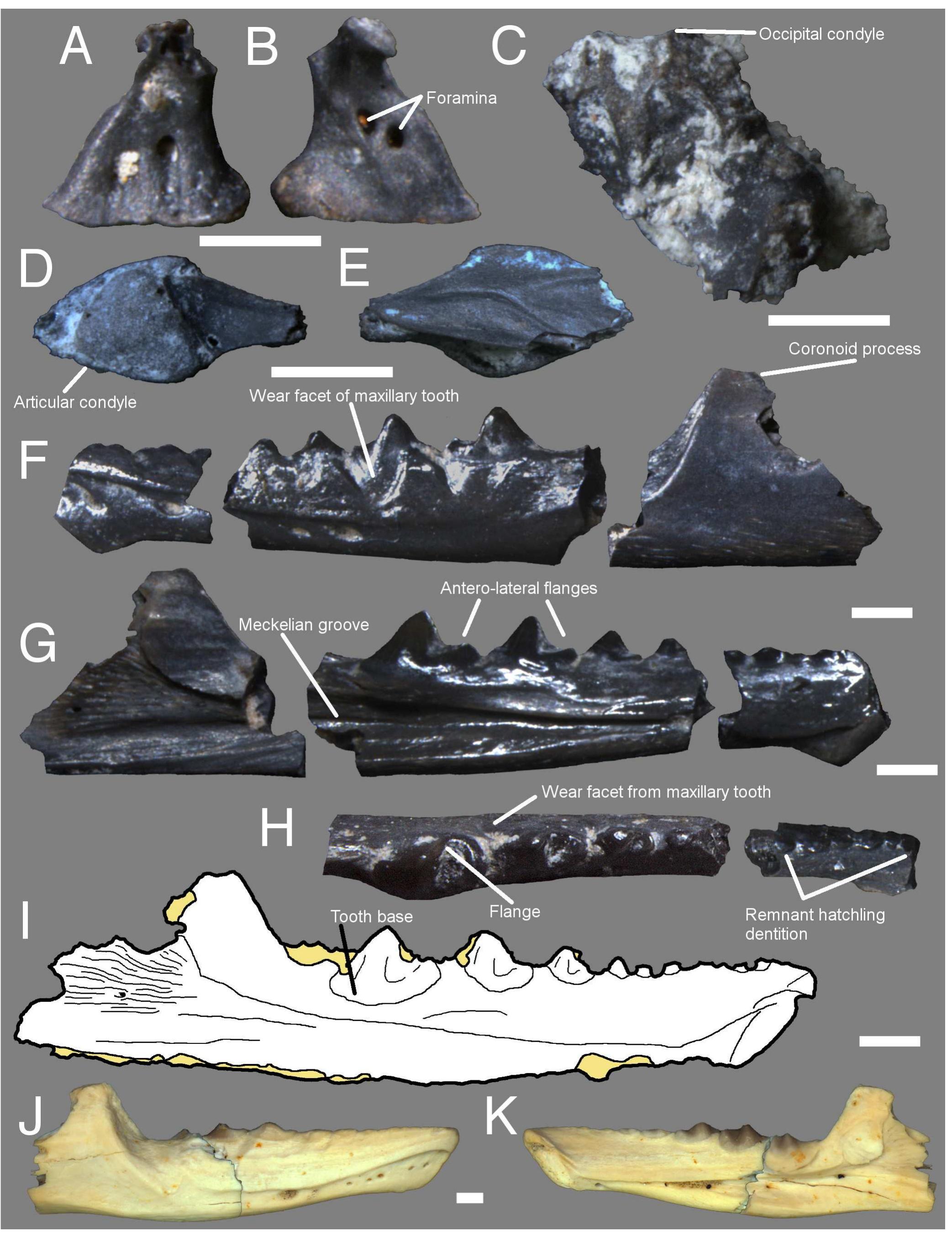 Braincase and mandibular elements of clevosaurus