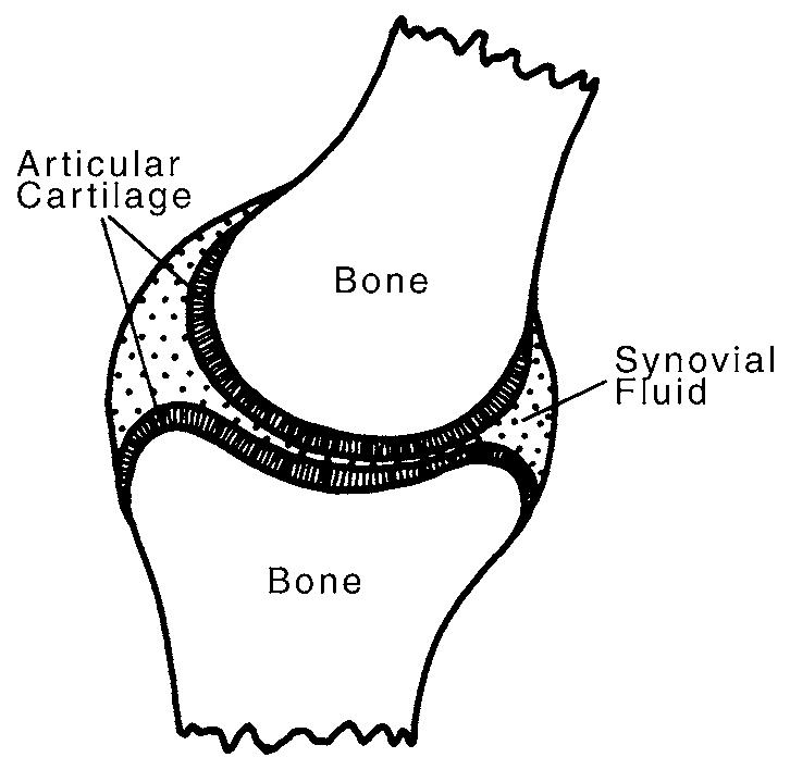 Schematic showing key components of a natural syn- ovial