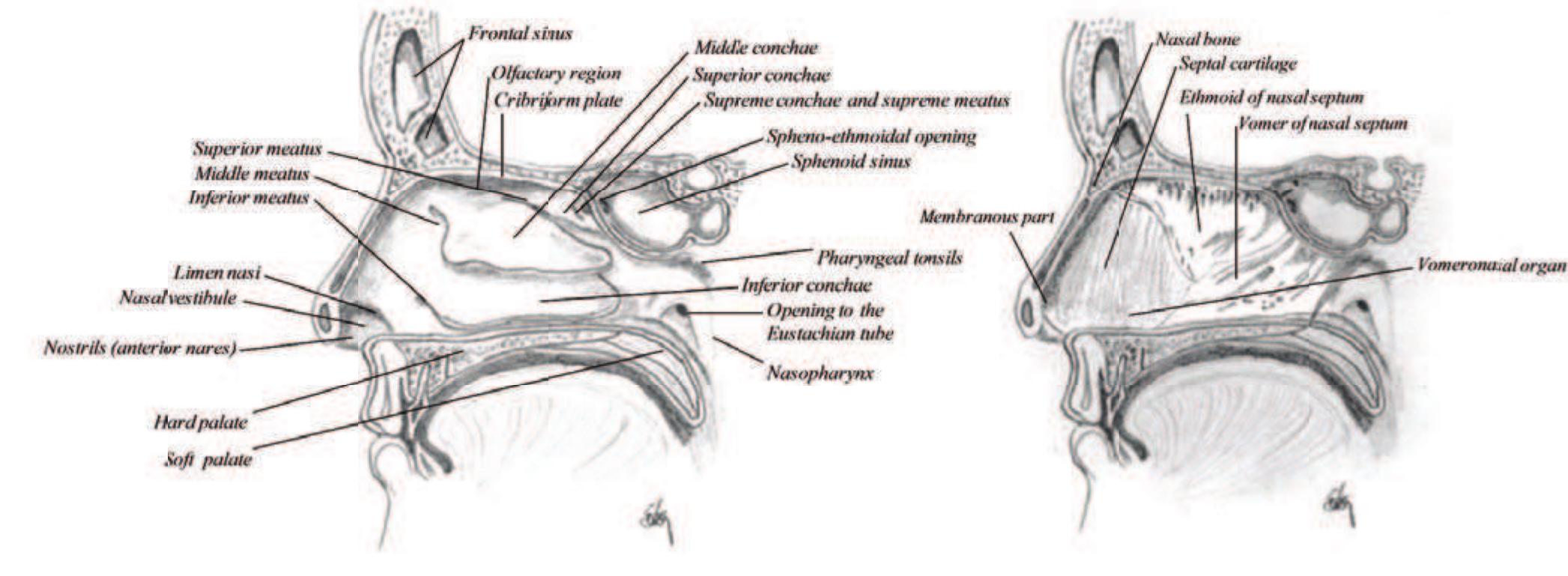 (4). sagittal section of the nasal cavity showing the
