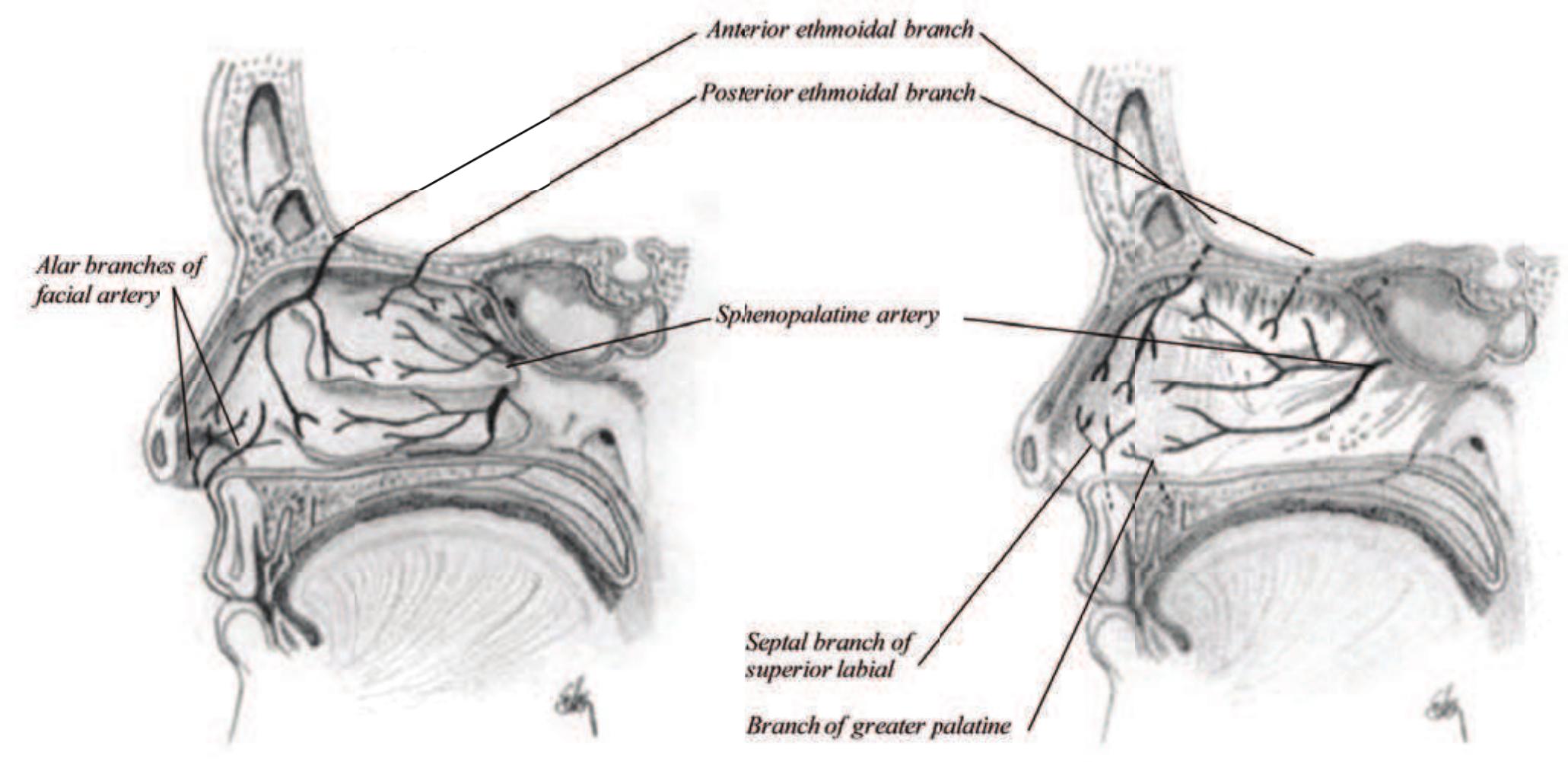 (8). sagittal section of the nasal cavity showing the
