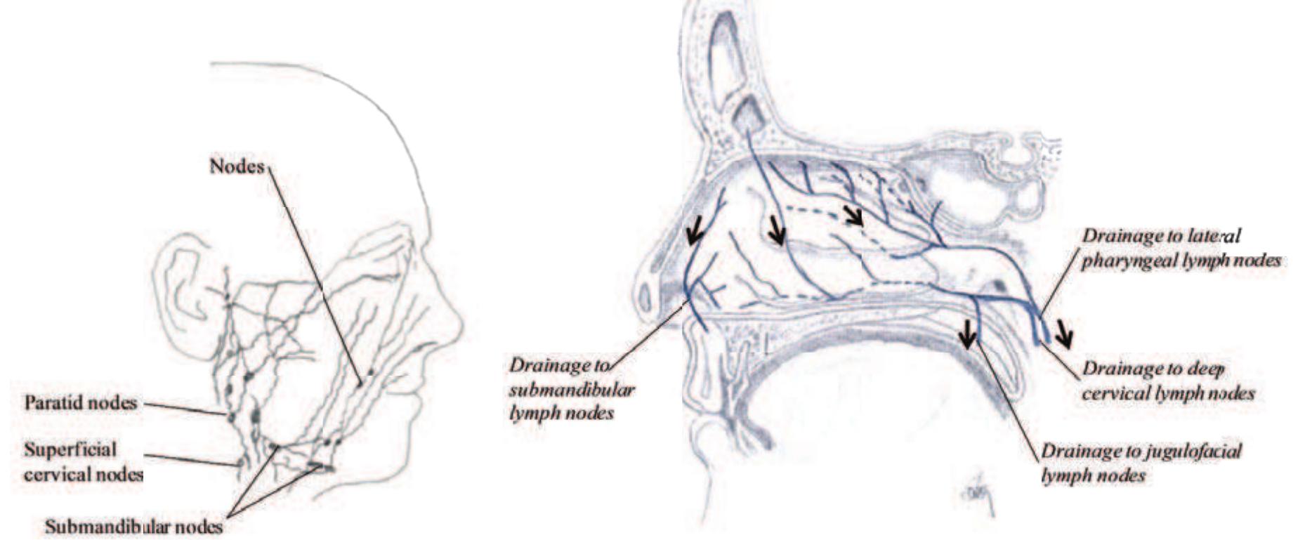 (13). drawing showing the lymphatic draining from the nasal