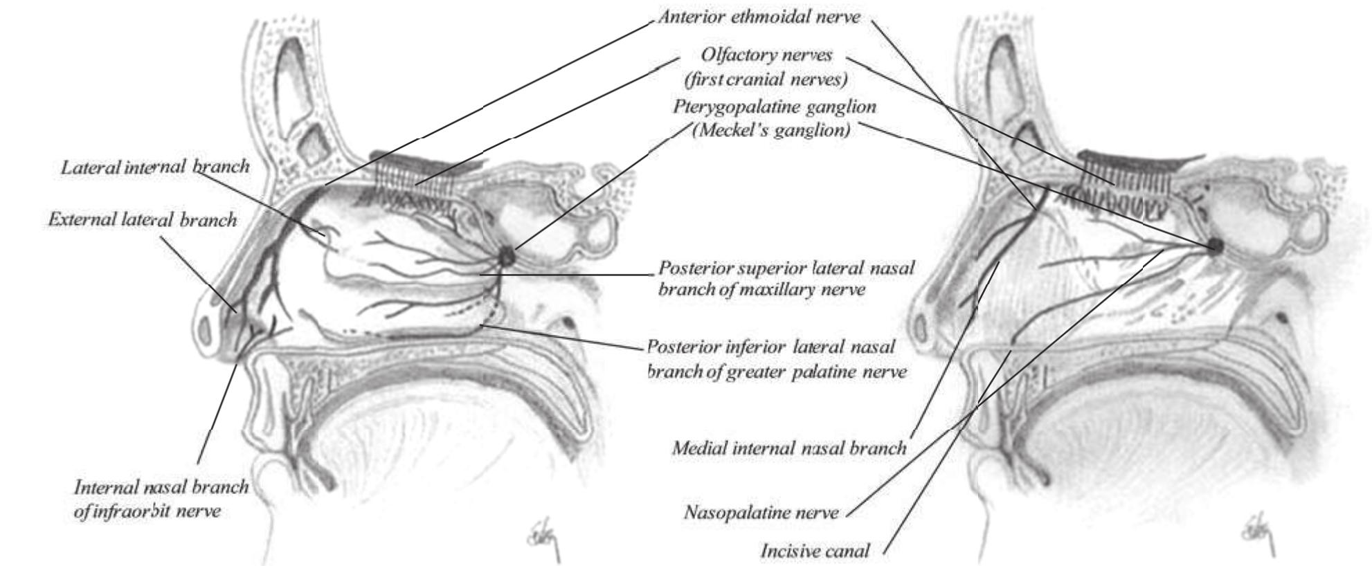 (14). sagittal section of the nasal cavity showing the