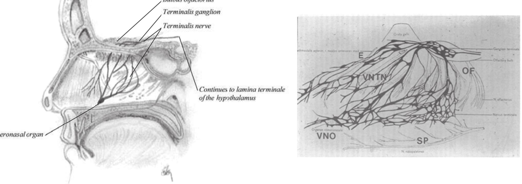 (16). sagittal section of the nasal cavity showing the