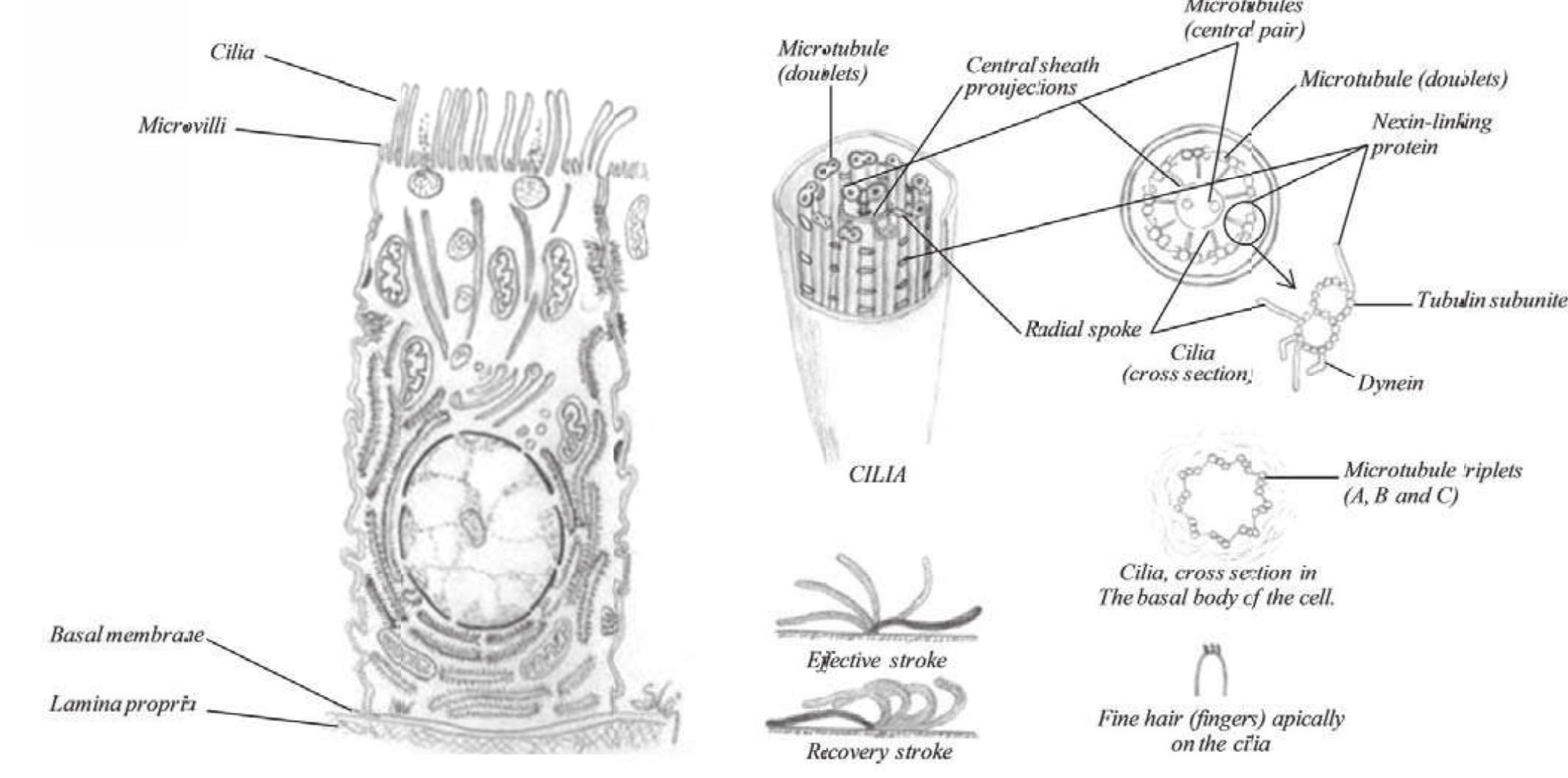(19). the anatomy of a ciliated cell and schematic diagrams
