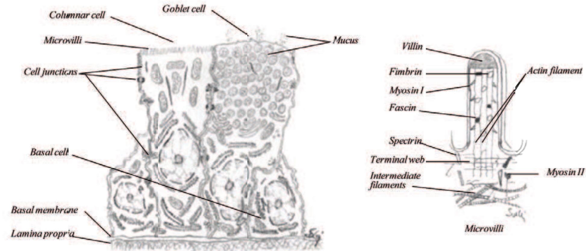(21). the anatomy of a basal cell, columnar cell and a
