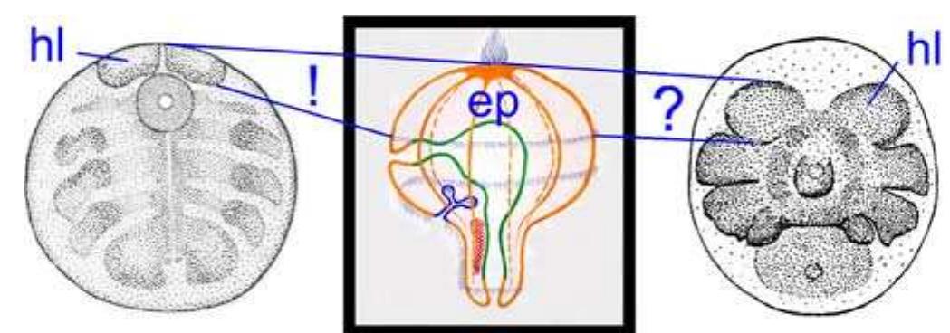 Figure 1 - from The evolution of arthropod heads: