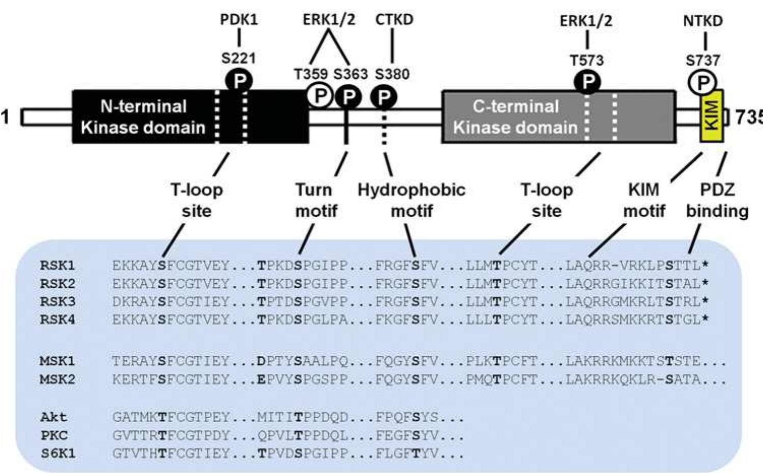 Schematic representation of rsk1 with its major functional