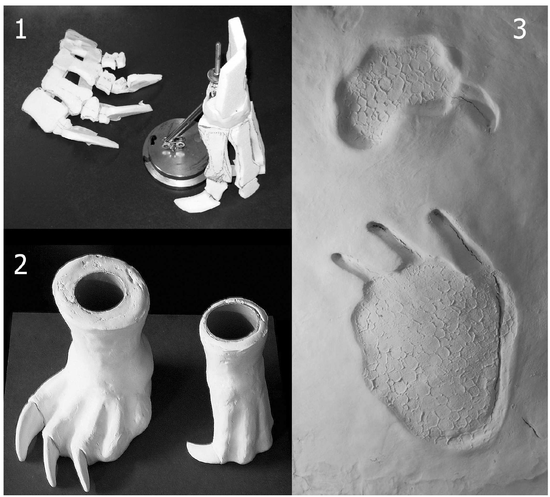 Process of preparing a real 3d model of the left manus and