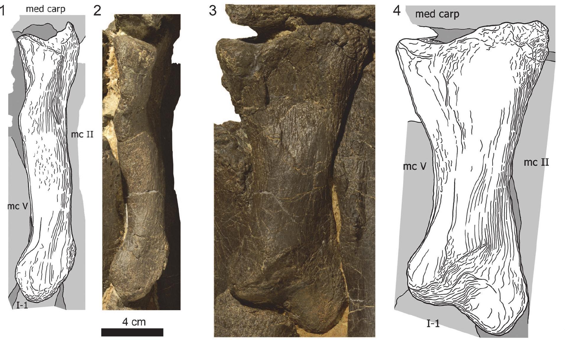 Figure 10 - from Articulated bone sets of manus and pedes of