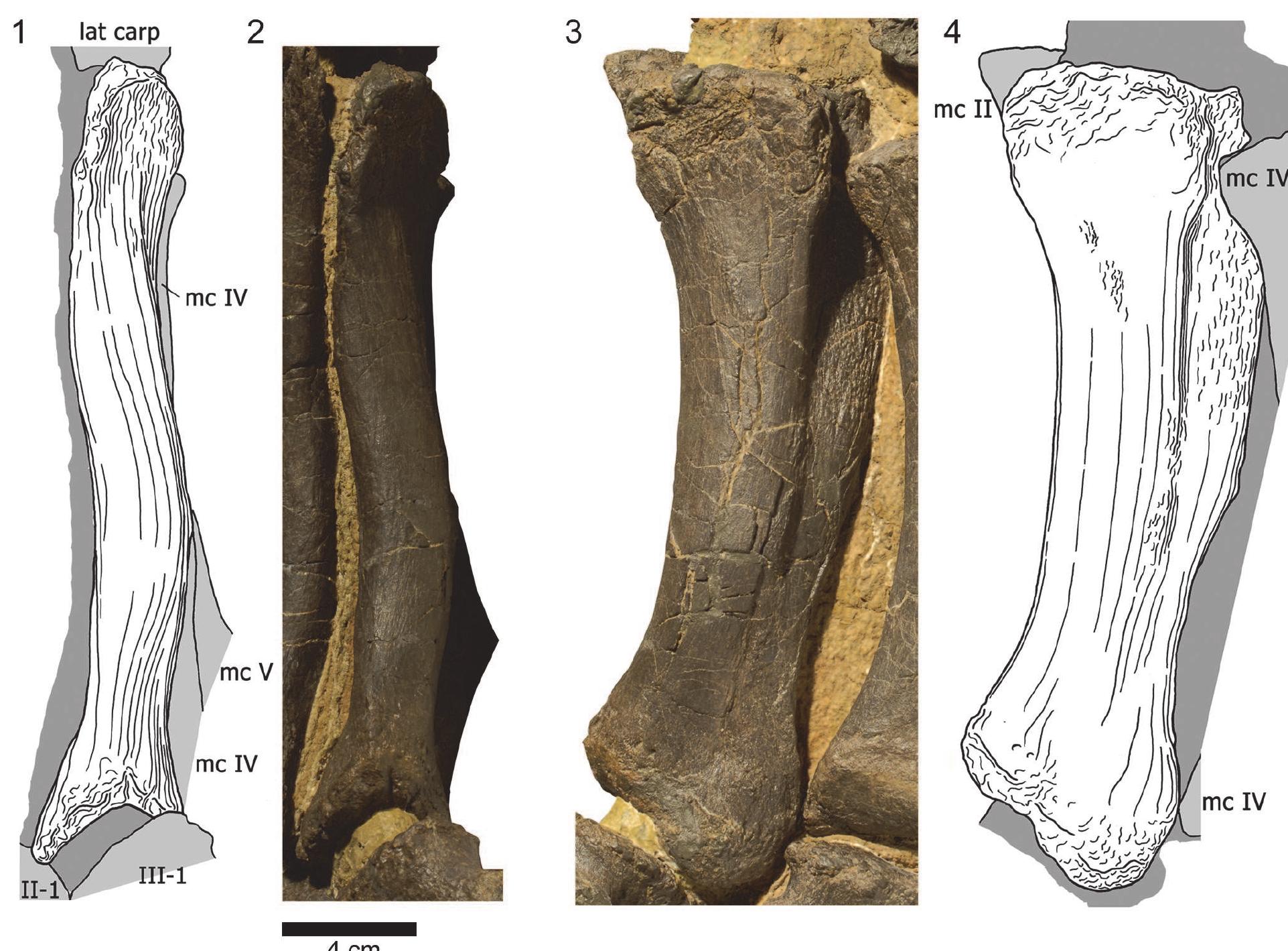 Photographs and drawings of the left metacarpal iii in