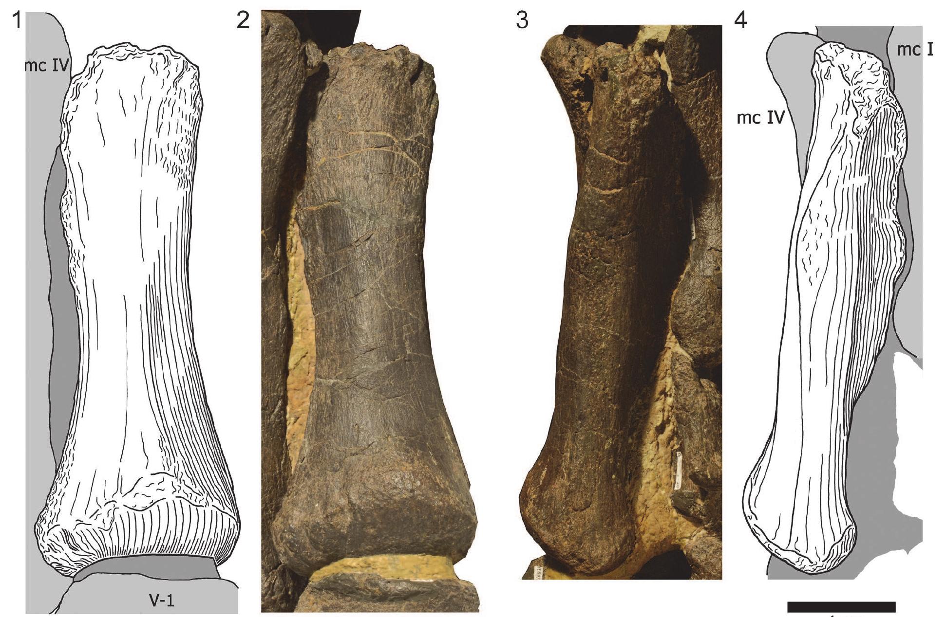 Photographs and drawings of the left metacarpal v in
